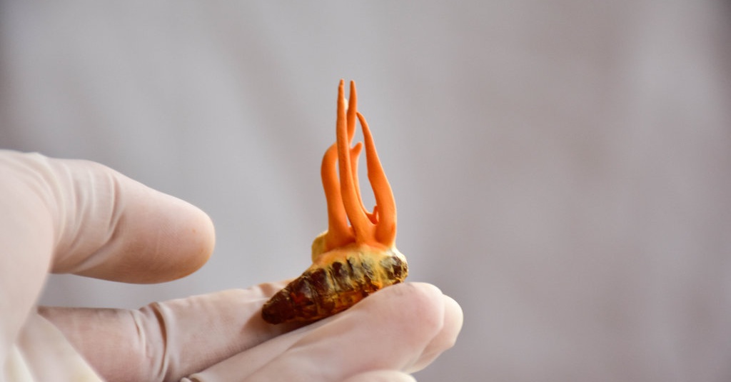 Apakah Jamur Cordyceps Ada di Dunia Nyata Termasuk di Indonesia?