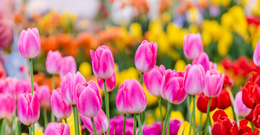 Filosofi Bunga Matahari hingga Bunga Tulip Melambangkan Apa?