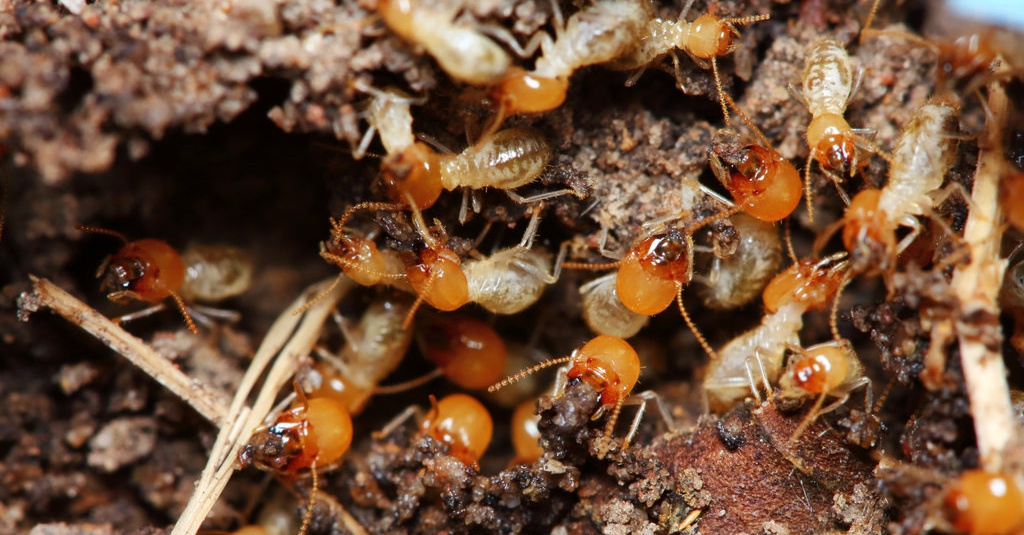 Ketahui 5 Cara Membasmi Rayap di Rumah dan Tips Mencegahnya