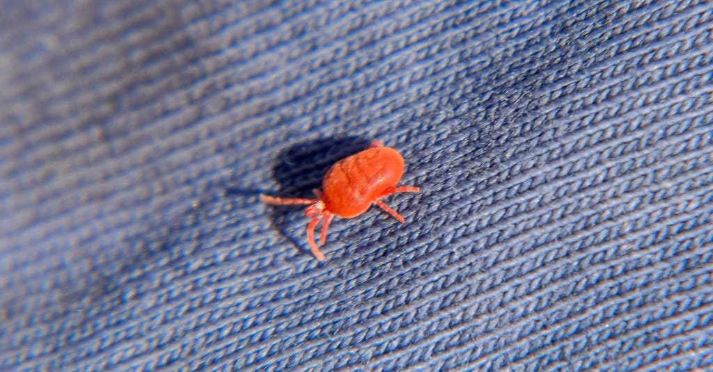 3 Cara Membasmi Tungau di Rumah yang Perlu Diketahui