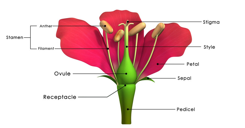 Materi IPA SD Kelas 4 Jenis dan Fungsi Bagian-bagian Bunga