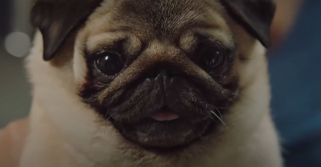 Jadwal Bioskop Film Korea My Puppy, Sinopsis, dan Harga Tiketnya Jadwal Bioskop Film Korea My Puppy, Sinopsis, dan Harga Tiketnya
