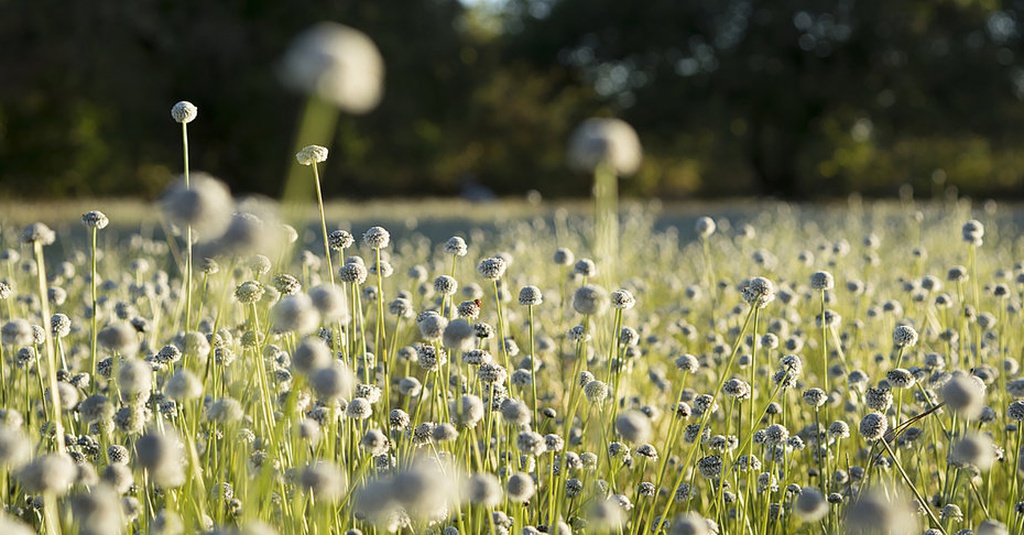 Benarkah Habitat Edelweis Rawa Hanya di Dua Negara di Dunia?