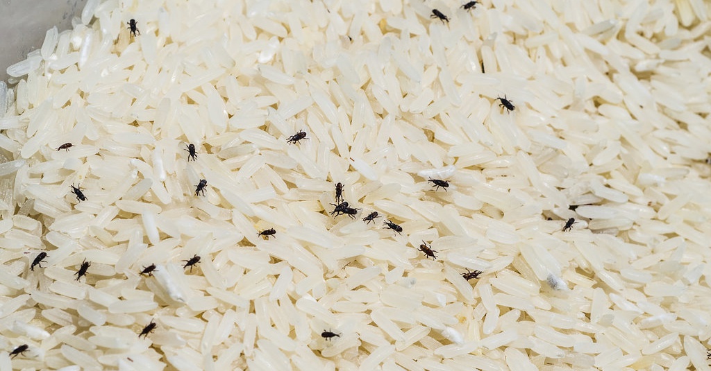 4 Cara Mengatasi Kutu Beras dengan Bahan Alami