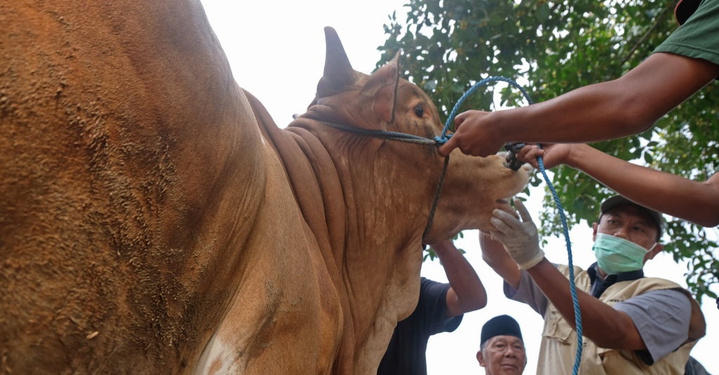 Bisakah Virus PMK pada Hewan Kurban Menular ke Manusia?