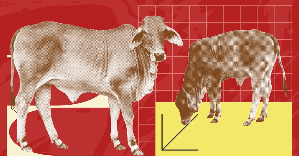 Stop Impor Daging Sapi, RI Bisa Hemat Setara APBD Aceh!