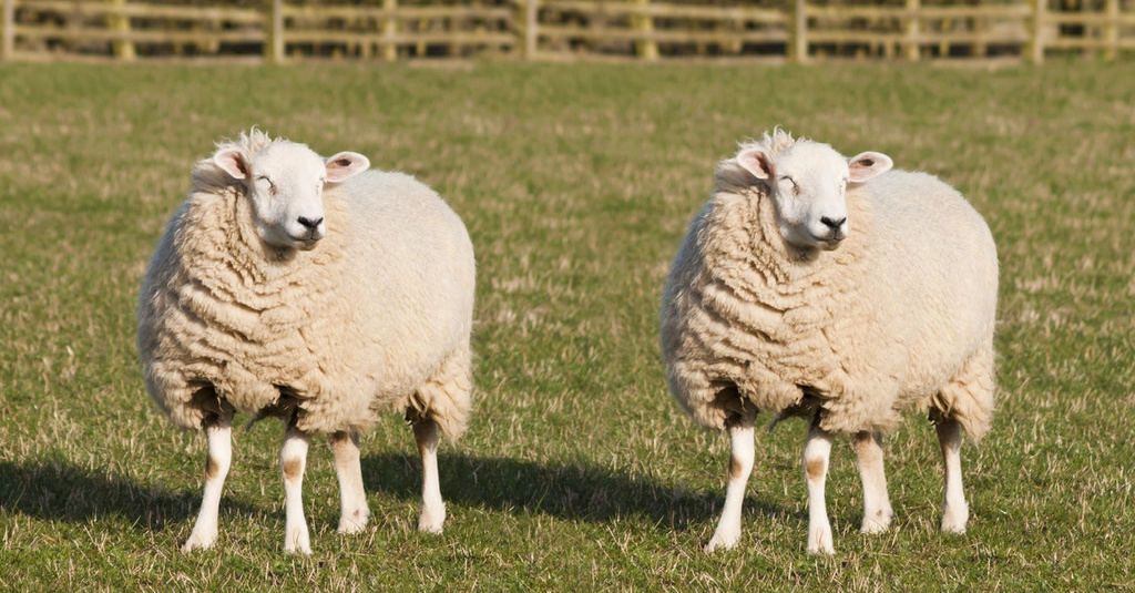Urutan Proses Kloning Domba yang Benar dan Manfaatnya