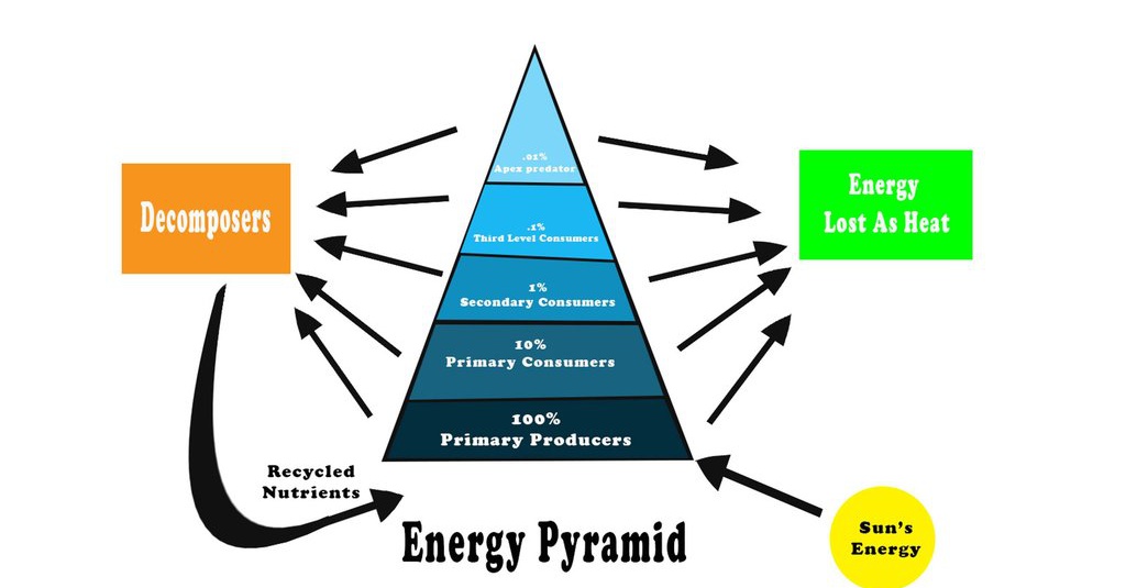 Pengertian Piramida Energi Beserta Fungsi dan Contohnya