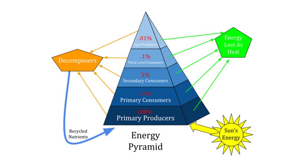Faktor Penyebab Berkurangnya Energi pada Piramida Energi