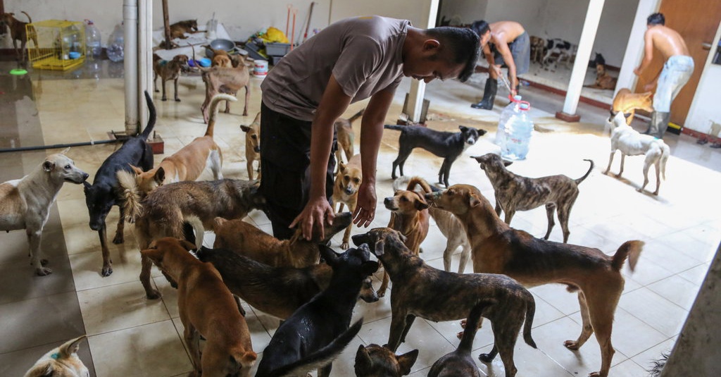 Pedagang Daging Anjing di Solo Minta Audiensi dengan Pemerintah