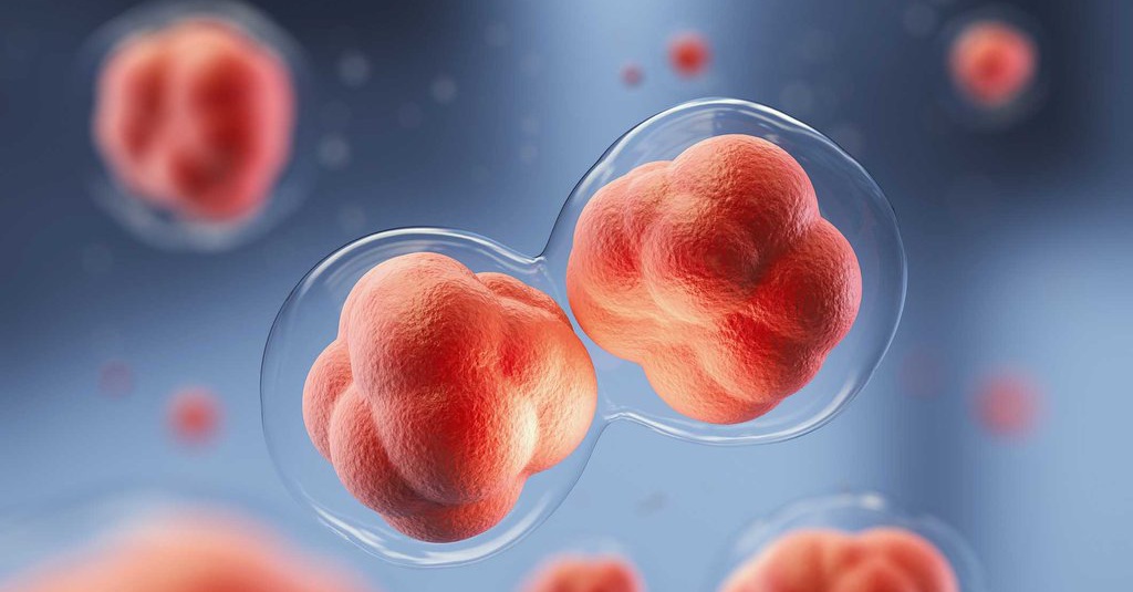 Perbedaan Amitosis, Mitosis, dan Meiosis, dalam Pembelahan Sel