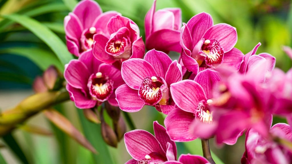 Makna Bunga Anggrek Mulai dari Anggrek Ungu Hingga Anggrek Bulan