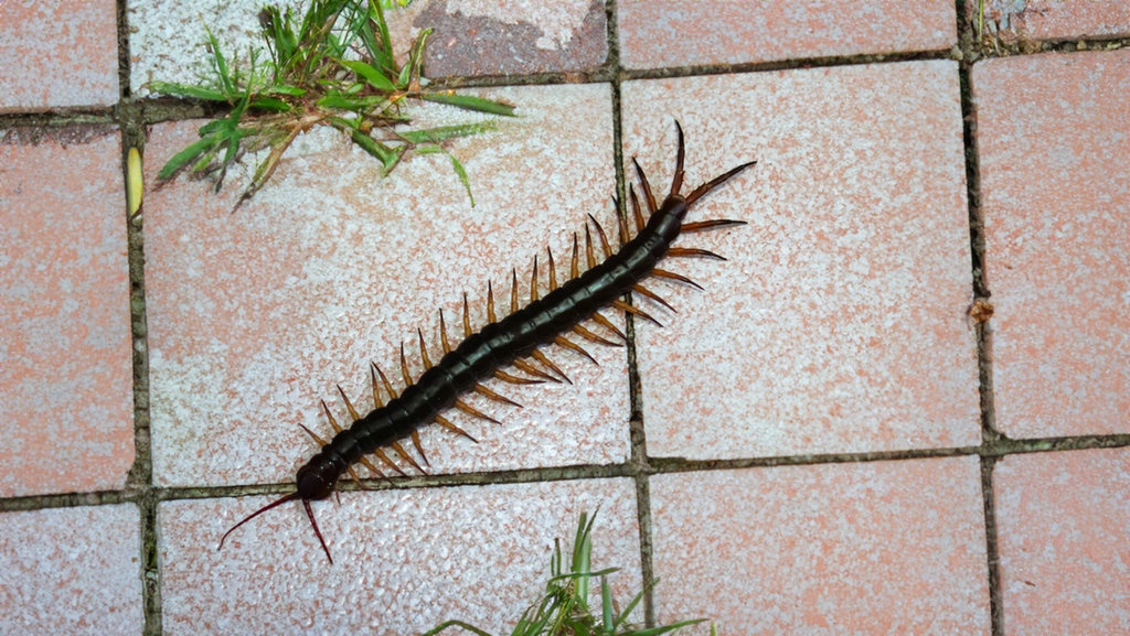 5 Obat Digigit Lipan dan Pertolongan Pertamanya