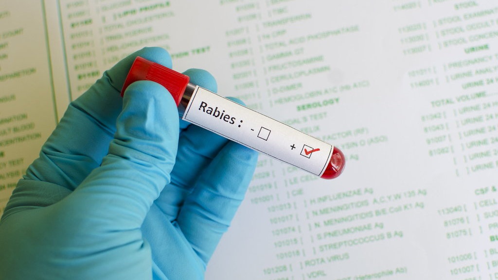 Hewan yang Bisa Terkena Rabies dan 8 Gejala Rabies Pada Hewan