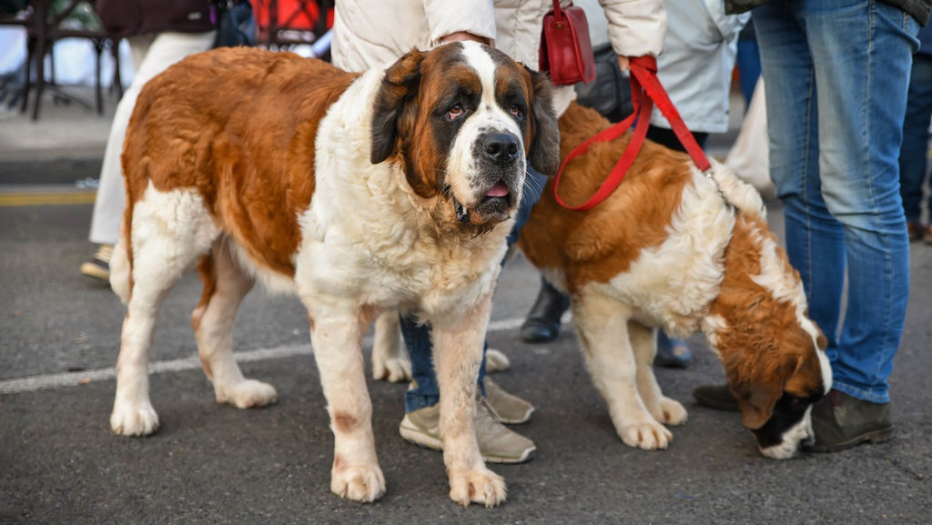 10 Jenis Anjing Penjaga Terkuat yang Cocok untuk Menjaga Rumah