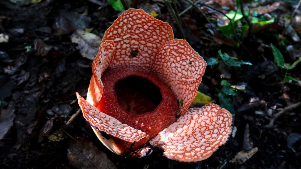 Apakah Rafflesia Hasseltii Bunga Langka Ditemukan di Sumatera?