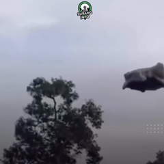 Benarkah Oreo Produk Israel dan Masuk List Boikot BDS?