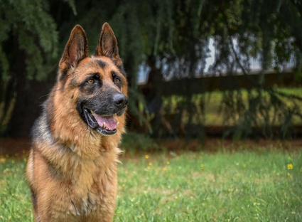 Anjing Herder Pelacak