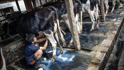 Pemerintah Naikkan Harga Acuan Sapi Hidup Jadi Rp59.000 per Kg
