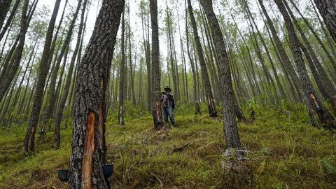 TraceLink Supports UNICEF's Traceability and Verification System (TRVST ...