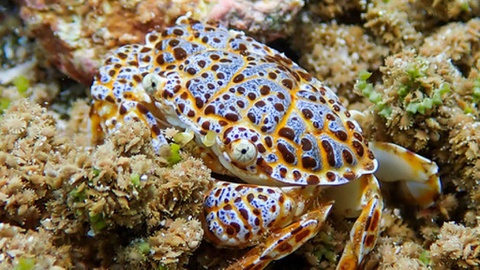 Isi Klarifikasi Rebecca Klopper Mengenai Video Syur 47 Detik