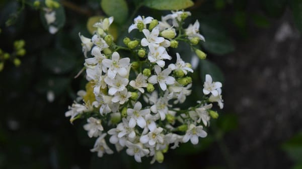 Ringkasan Hikayat Bunga Kemuning Beserta Amanat dan Tokoh