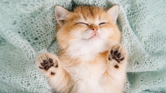 Anak Kucing Paling Lucu