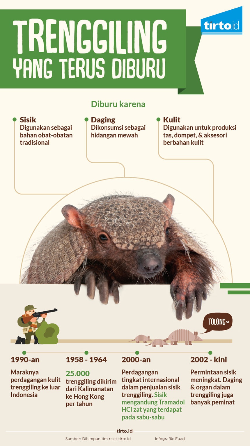 Trenggiling Diburu di Indonesia, Diperdagangkan Sampai ke Cina - Tirto.ID