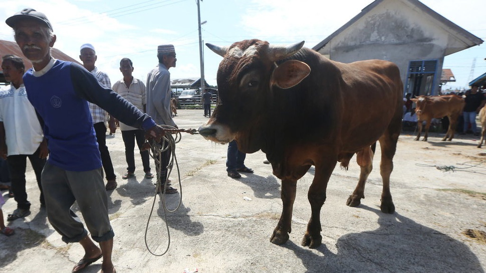 Info Lengkap Harga Sapi Kurban untuk Idul Adha 2025