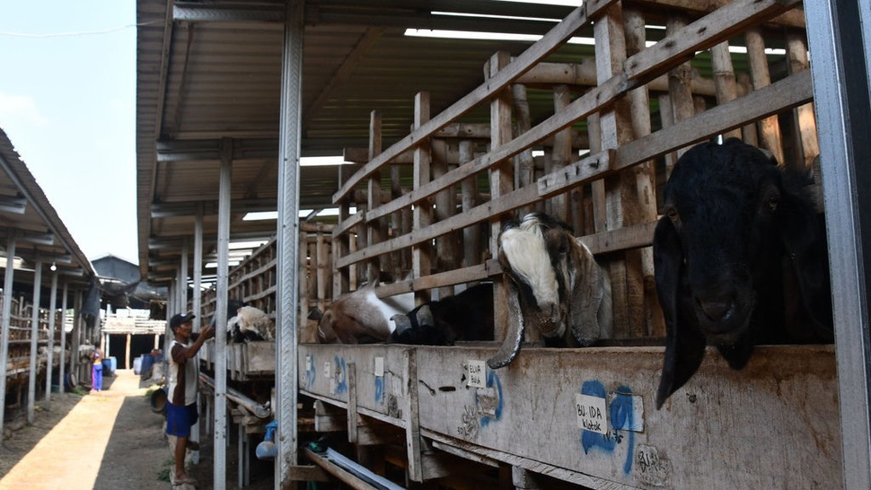 Harga Kambing dan Sapi Kurban 2025 di Jawa Timur