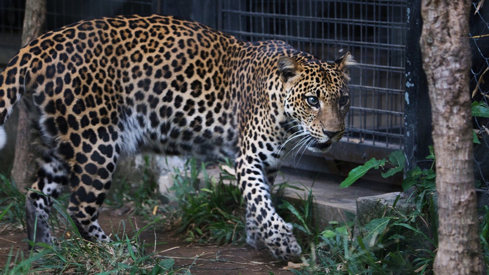 Macan Tutul Lembang Park Zoo Diduga Kabur ke Tangkuban Parahu