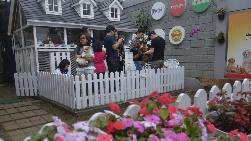 Rumah Guguk Tempat Berlabuh Pecinta Anjing
