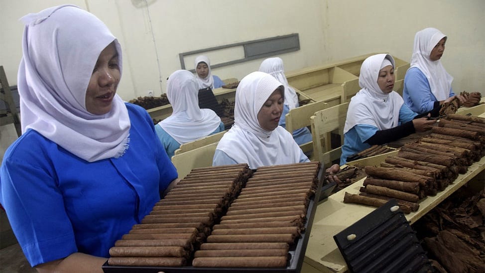 Produksi Cerutu Havana di Jember - Foto Tirto.ID
