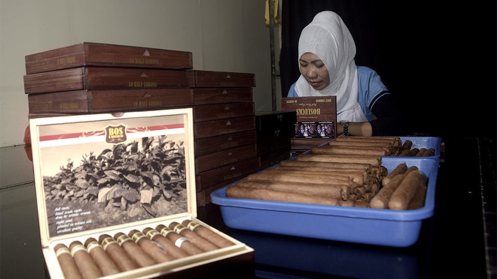 Produksi Cerutu Havana di Jember - Foto Tirto.ID