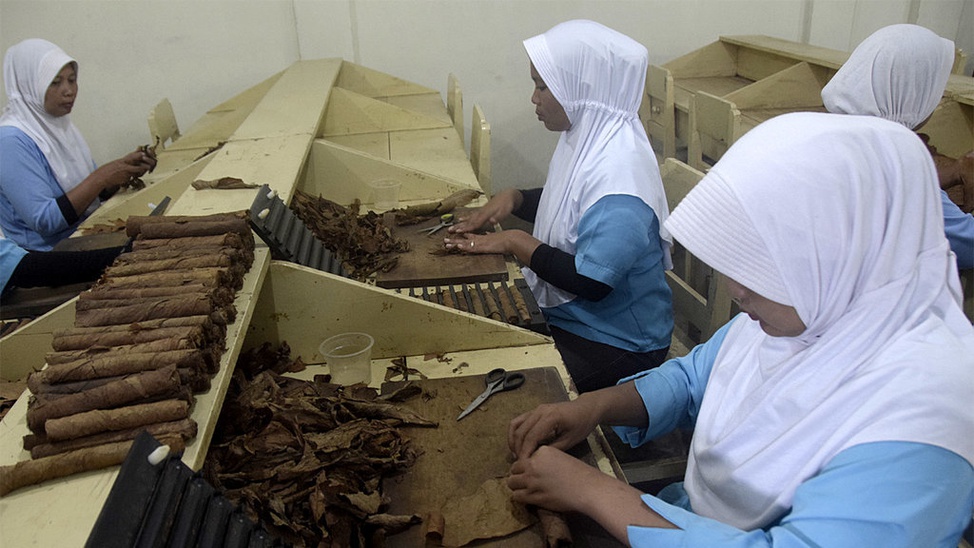 Produksi Cerutu Havana di Jember - Foto Tirto.ID