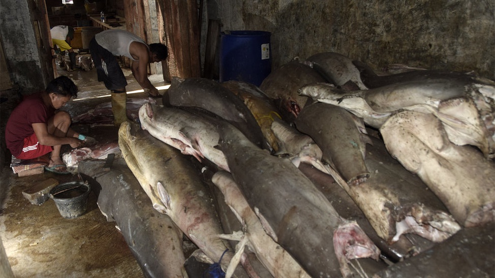 Bisnis Pengolahan Daging Hiu di Jakarta Utara - Foto Tirto.ID