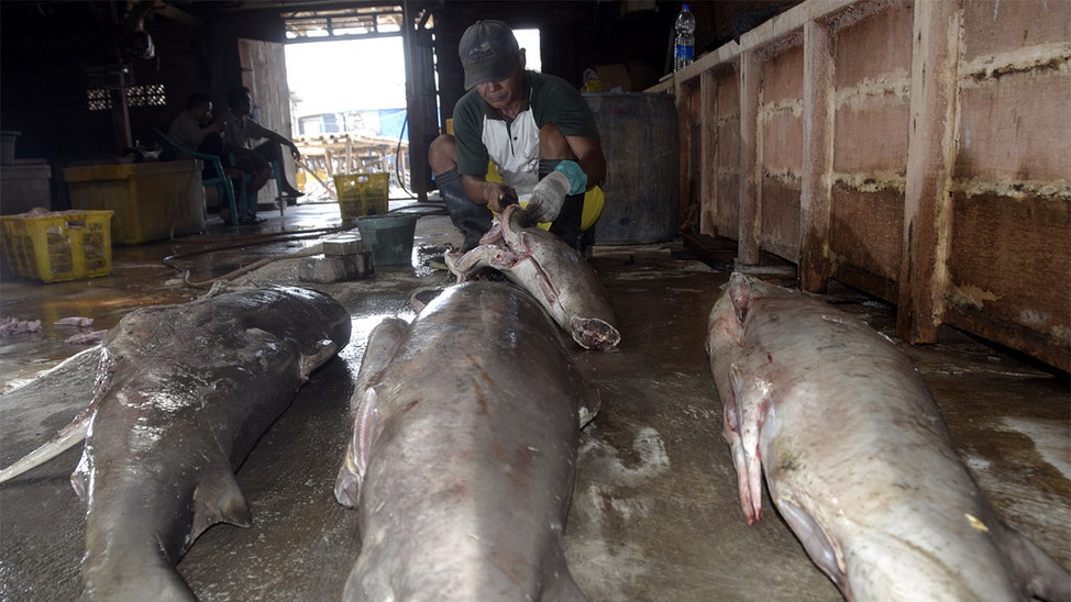 Bisnis Pengolahan Daging Hiu di Jakarta Utara - Foto Tirto.ID