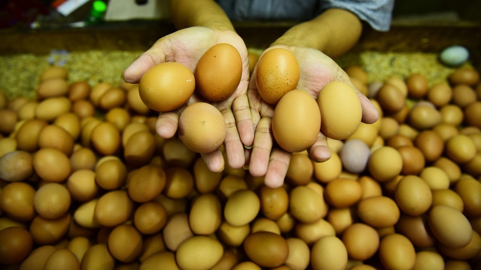 Harga Telur Ayam di Jakarta Tembus Hingga Rp. 31.000/kg