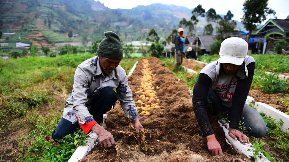 Pembibitan Kentang Dataran Tinggi Dieng