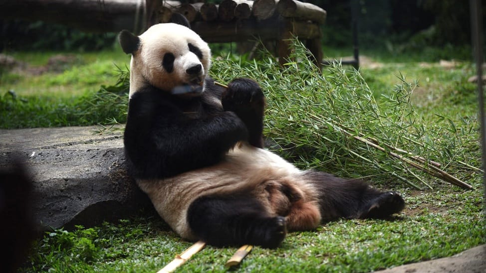 Tiga Tahun Panda dari Cina Hidup di Taman Safari Indonesia
