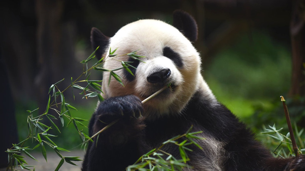 Tiga Tahun Panda dari Cina Hidup di Taman Safari Indonesia