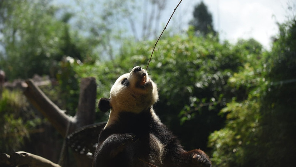 Tiga Tahun Panda dari Cina Hidup di Taman Safari Indonesia