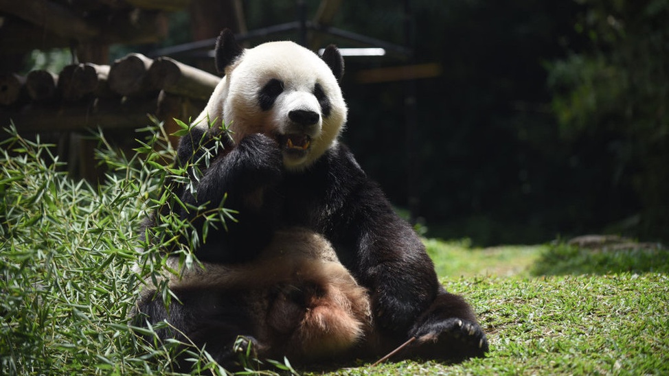 Tiga Tahun Panda dari Cina Hidup di Taman Safari Indonesia