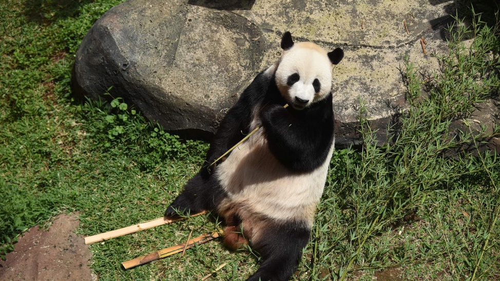 Tiga Tahun Panda dari Cina Hidup di Taman Safari Indonesia