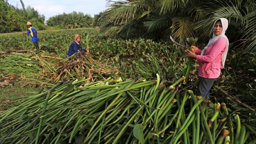 Menyulap Tanaman Eceng Gondok Menjadi Cuan