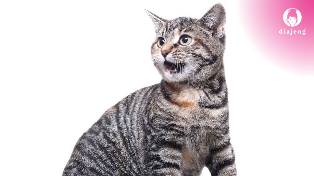 7 Tanda Mengapa Kucing Mengeong Terus dan Penyebabnya