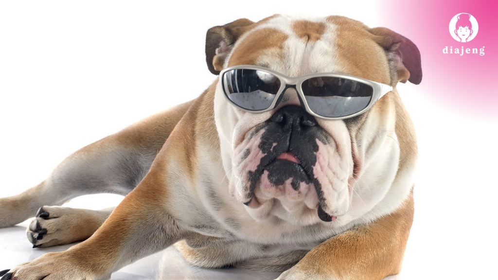 Fakta Menarik Tentang Anjing Bulldog, Harga, dan Karakteristik