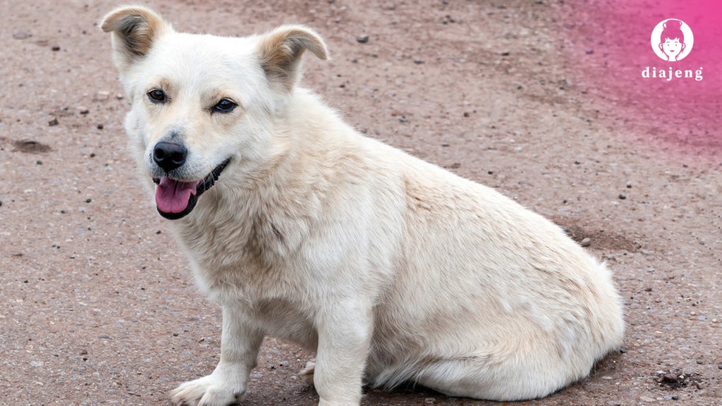 12 Fakta Unik & Menarik Anjing Ras Kintamani serta Harganya