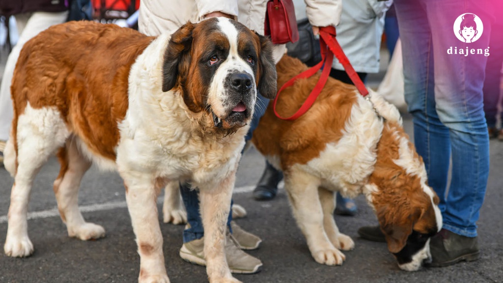 10 Jenis Anjing Penjaga Terkuat yang Cocok untuk Menjaga Rumah