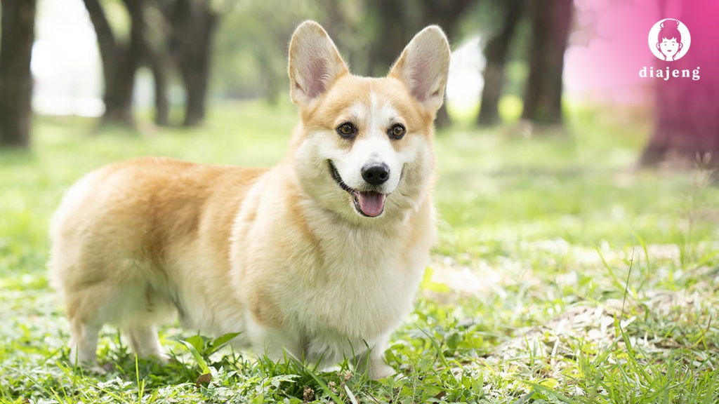 Fakta Menarik Tentang Anjing Corgi, Harga, dan Karakteristik